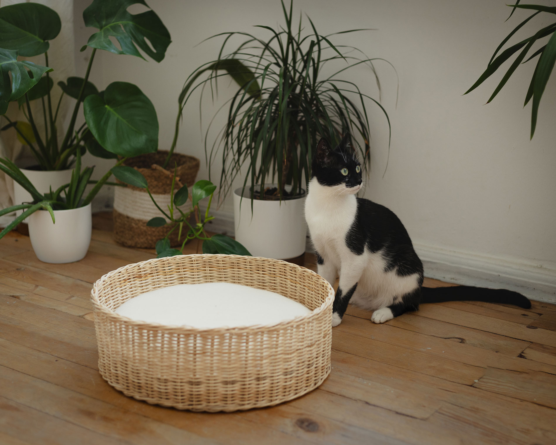 Oreiller chat – Laine biologique, oreiller personnalisé pour animaux de ...
